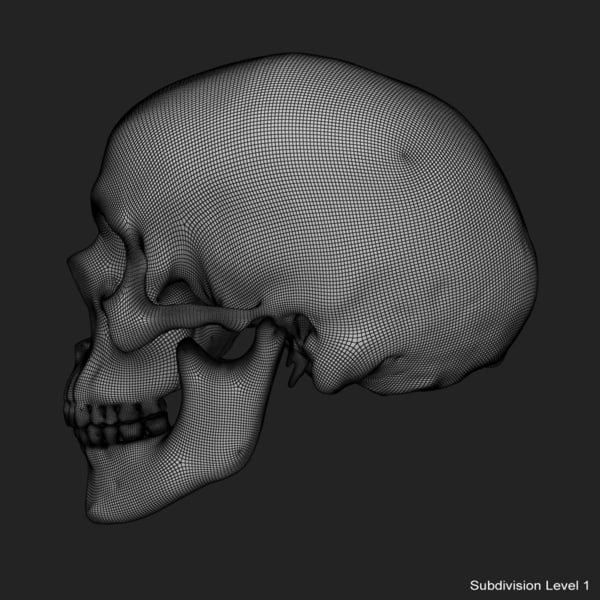 scan human skull jaw 3d model
