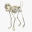 3d skeleton monkey model