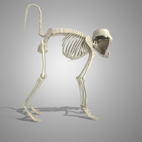 3d skeleton monkey model