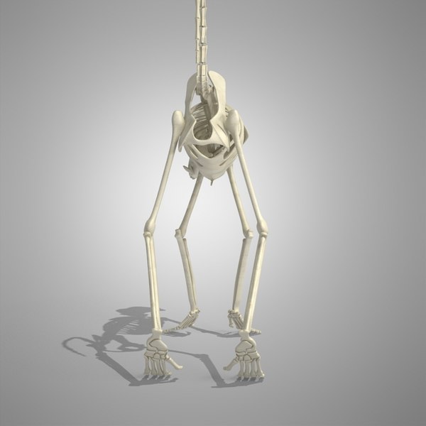 3d skeleton monkey model