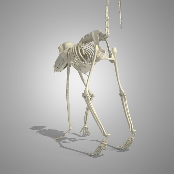3d skeleton monkey model