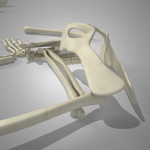 3d skeleton monkey model