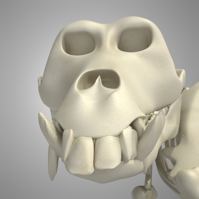 3d skeleton monkey model