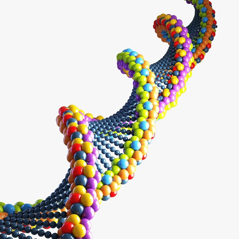dna 3d model