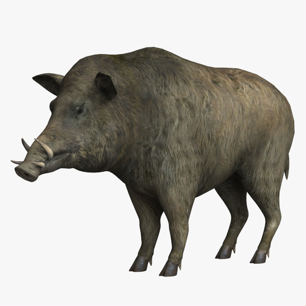 Boar 3D Models for Download | TurboSquid