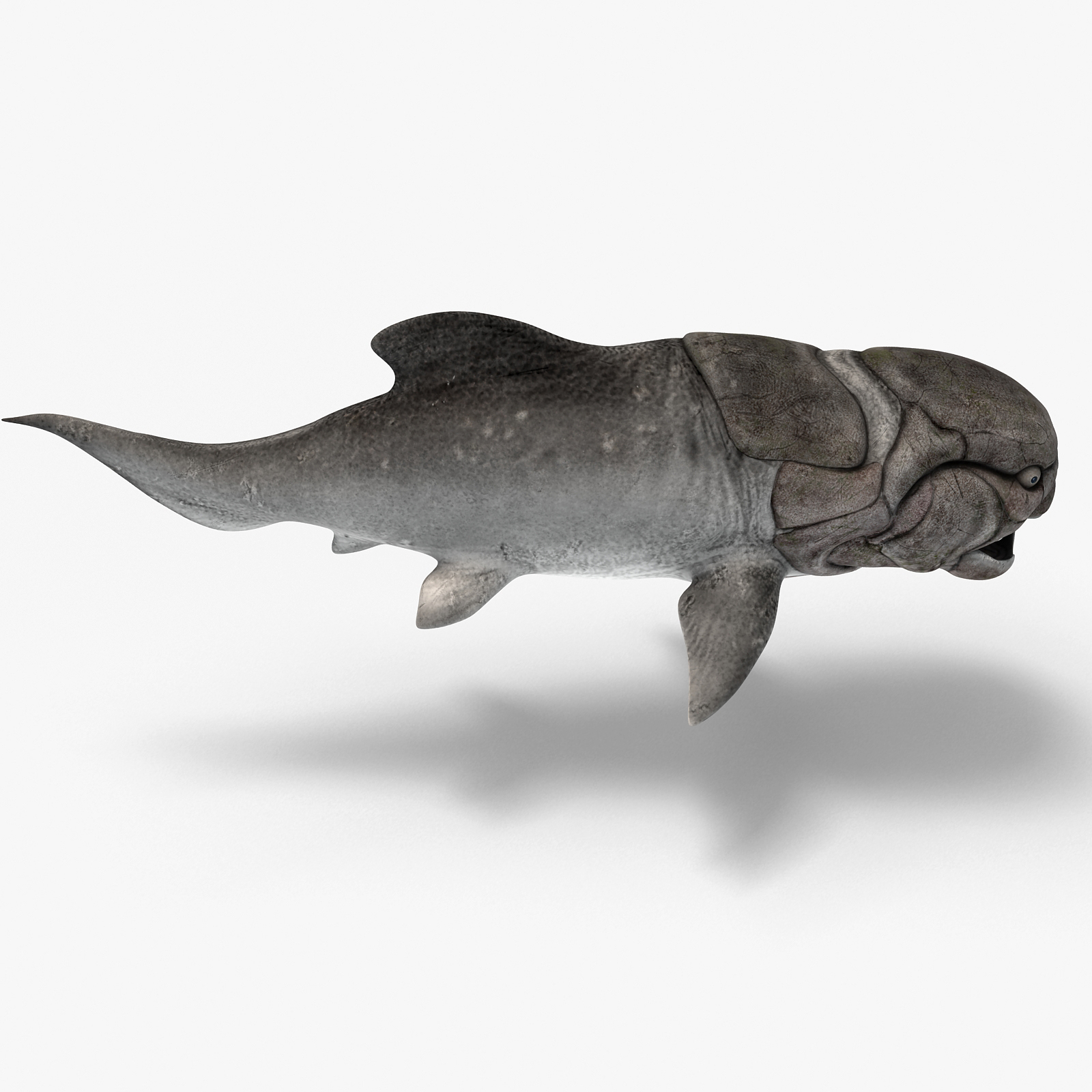 max dunkleosteus fishes devonian