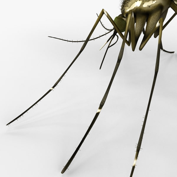 mosquito nature 3d model