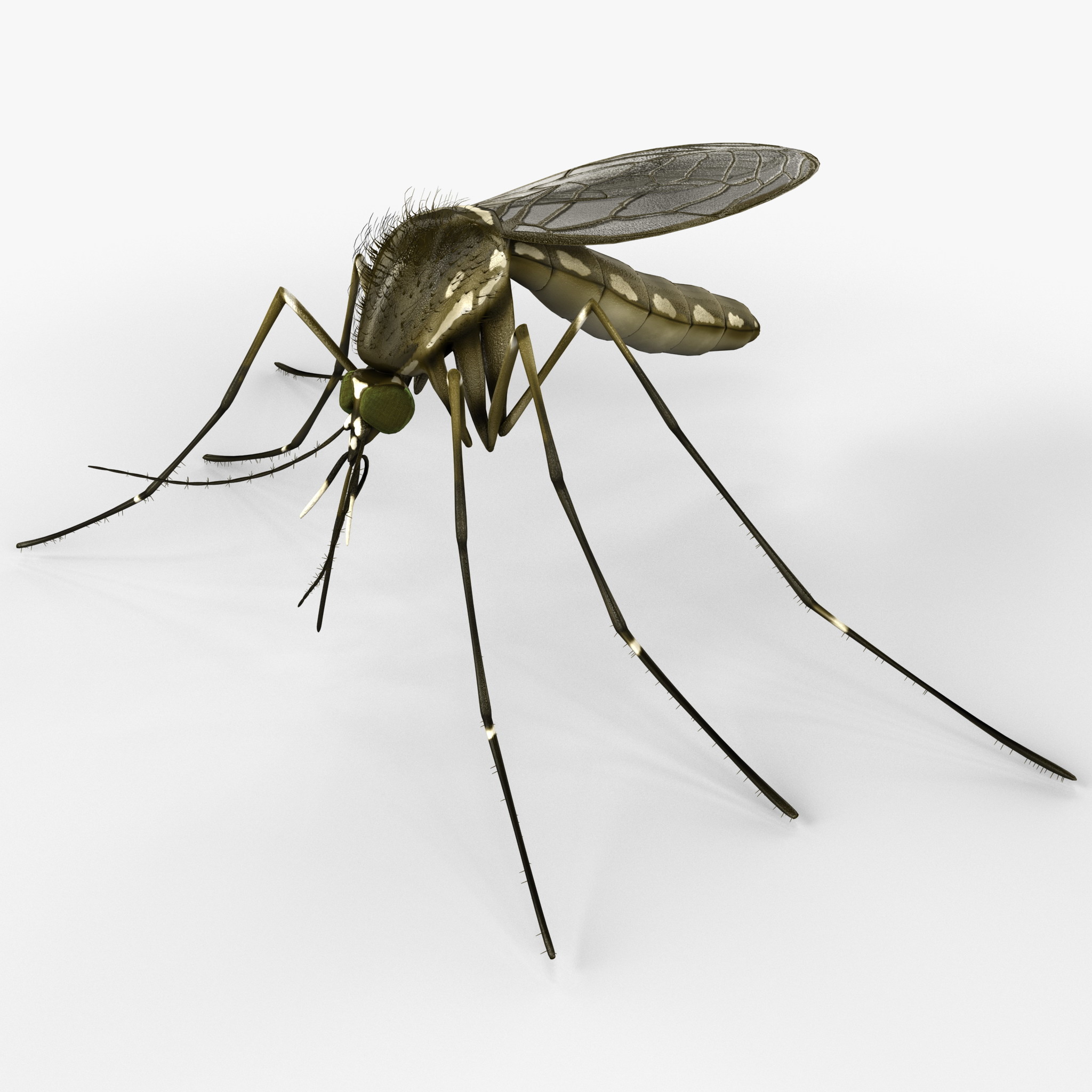 mosquito nature 3d model