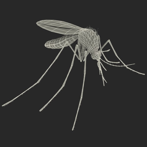 mosquito nature 3d model