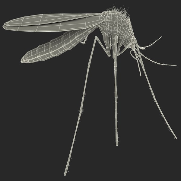 mosquito nature 3d model