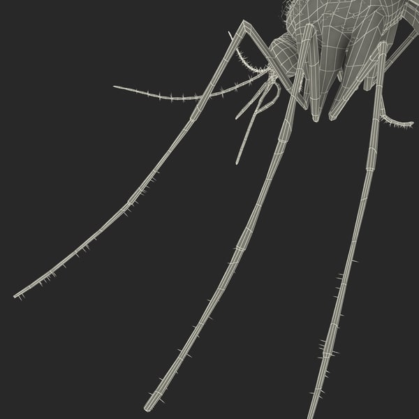 mosquito nature 3d model