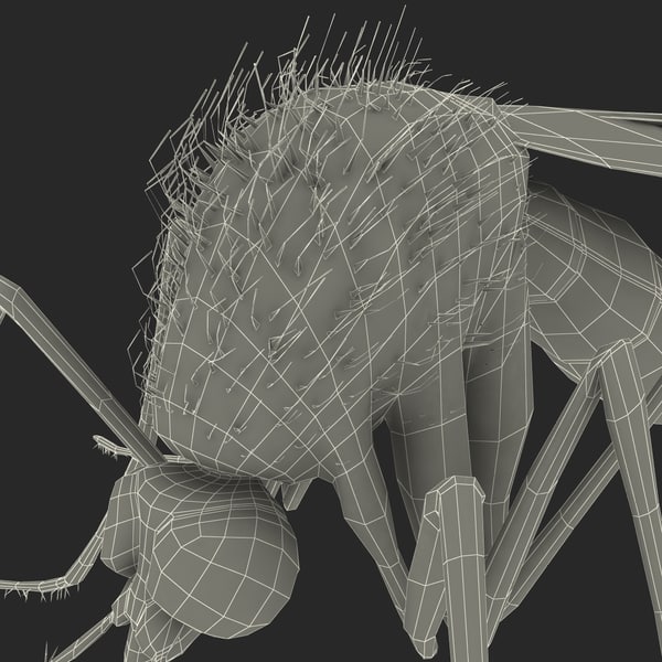 mosquito nature 3d model