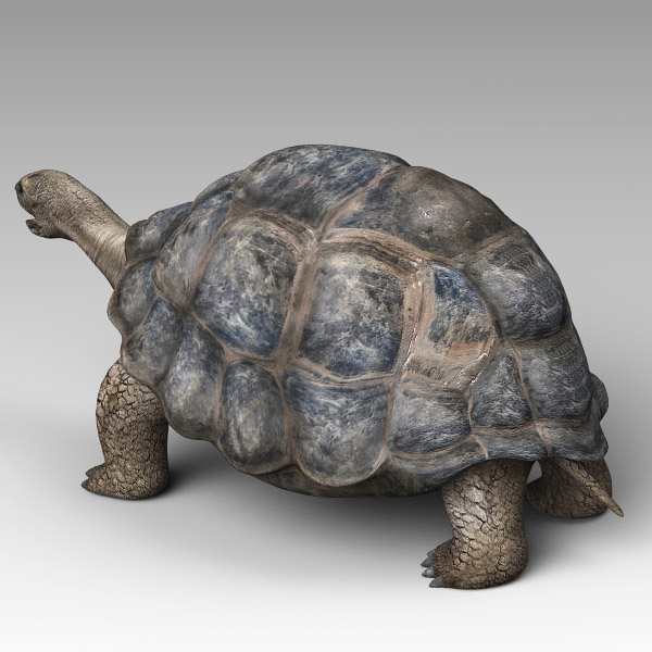 tortoise 3d model