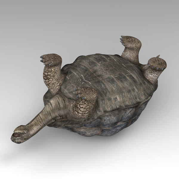 tortoise 3d model