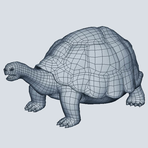 tortoise 3d model