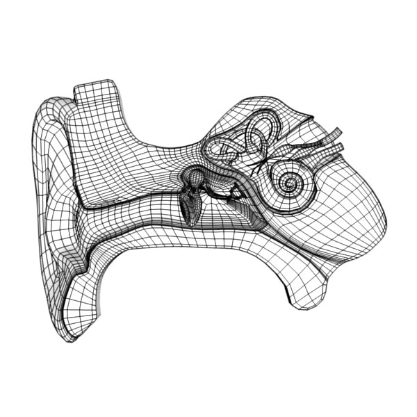 3d ear anatomy model