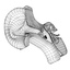 3d ear anatomy model