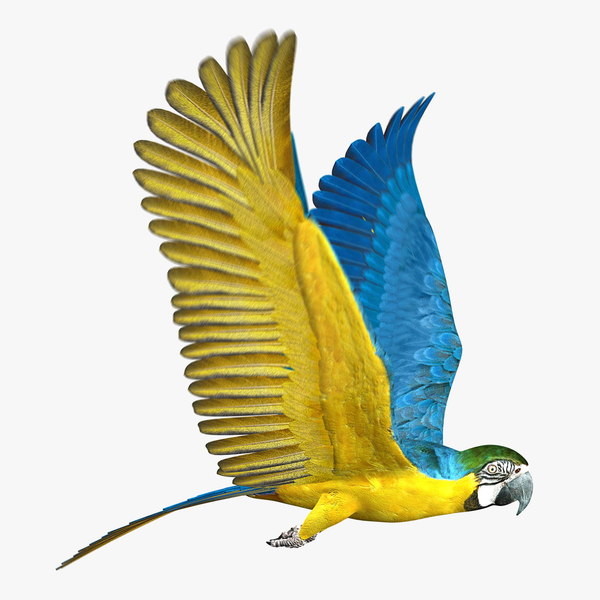 3D Parrot Models | TurboSquid
