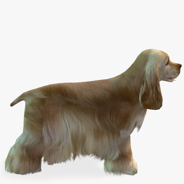 model s dog cocker spaniel
