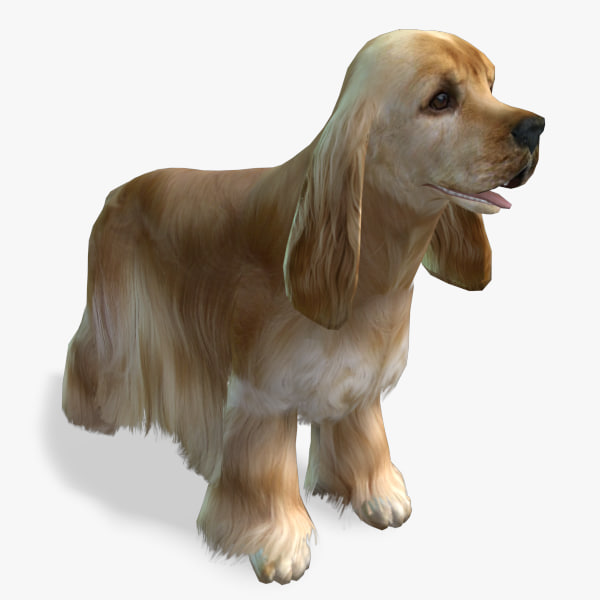 model s dog cocker spaniel