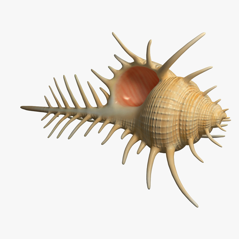 3d model shell