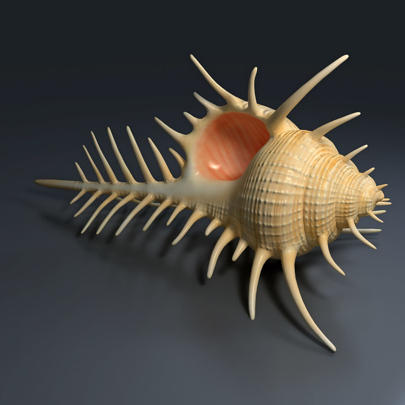 3d model shell