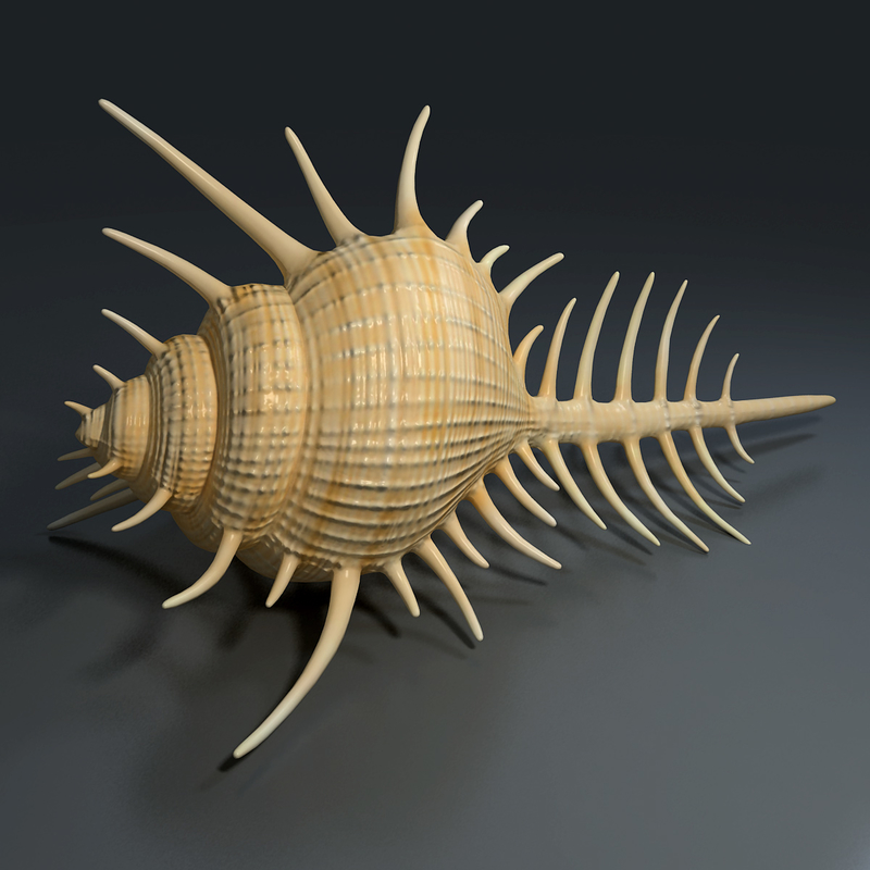 3d model shell