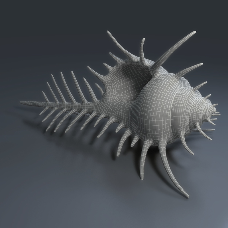 3d model shell