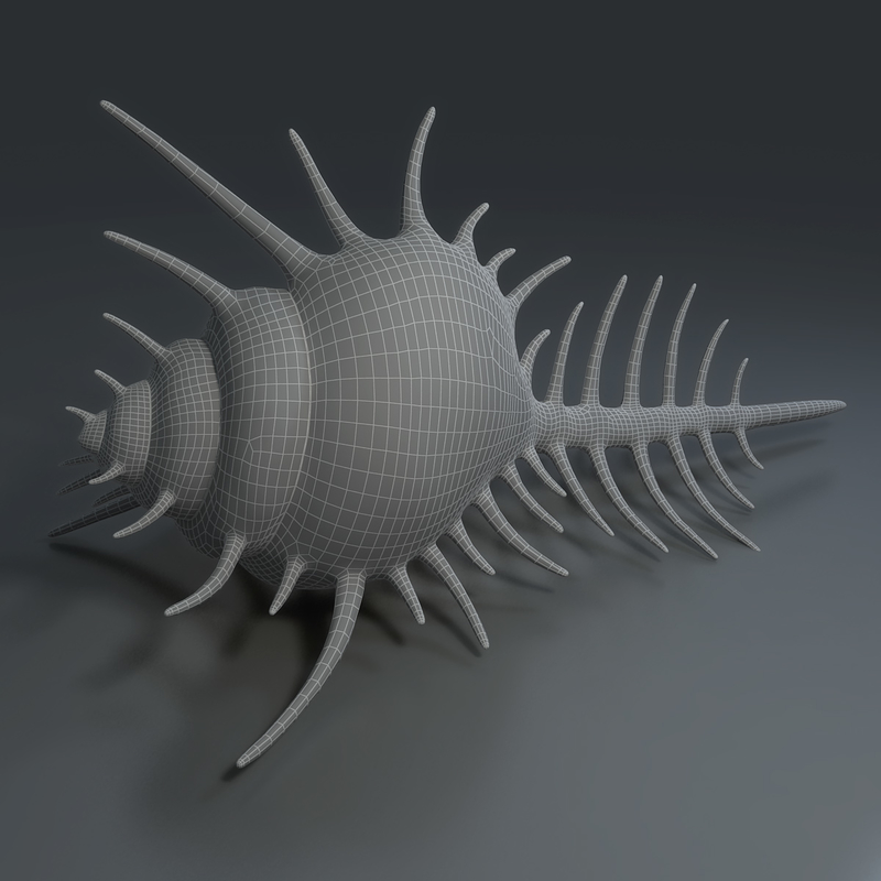 3d model shell