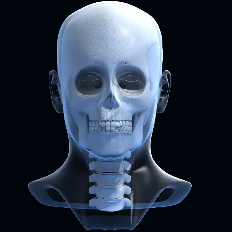3d model skull head