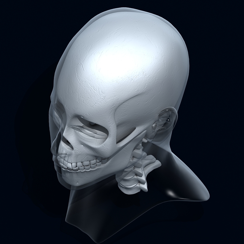 3d model skull head