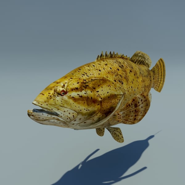 max goliath grouper