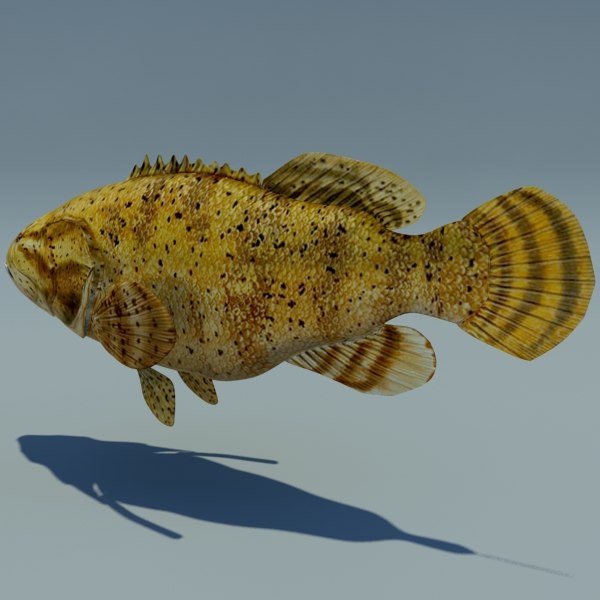max goliath grouper