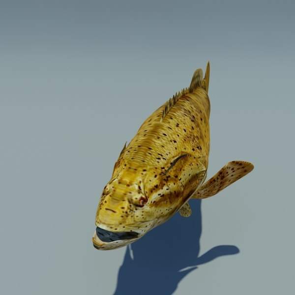 max goliath grouper