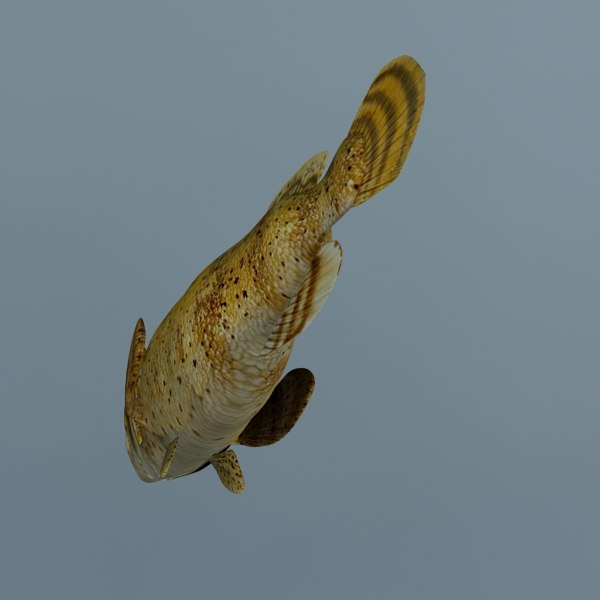 max goliath grouper