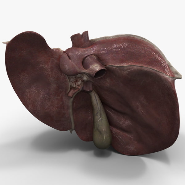 3dsmax human liver