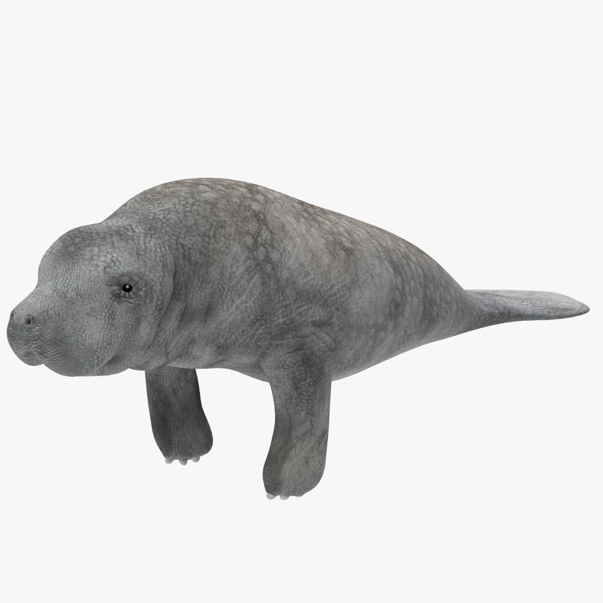 3d model manatees