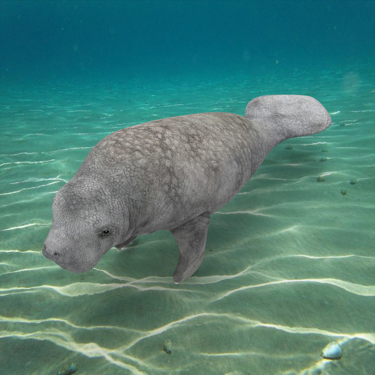 3d model manatees