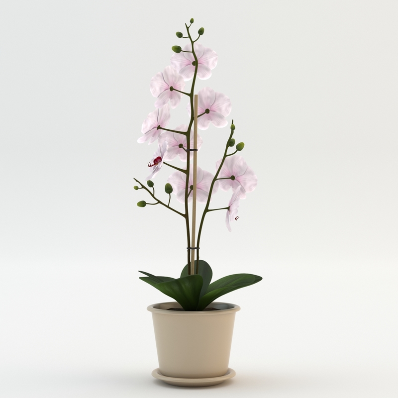 orchid white 3d model