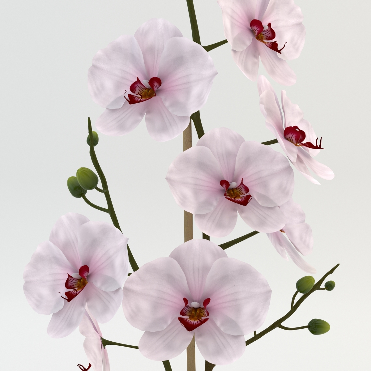 orchid white 3d model
