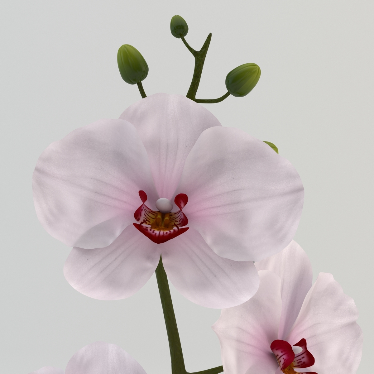 orchid white 3d model