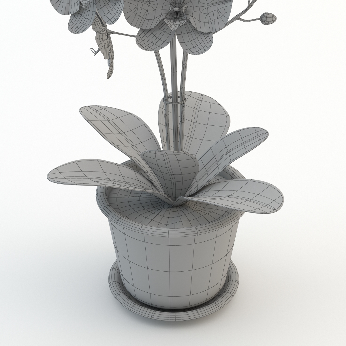 orchid white 3d model
