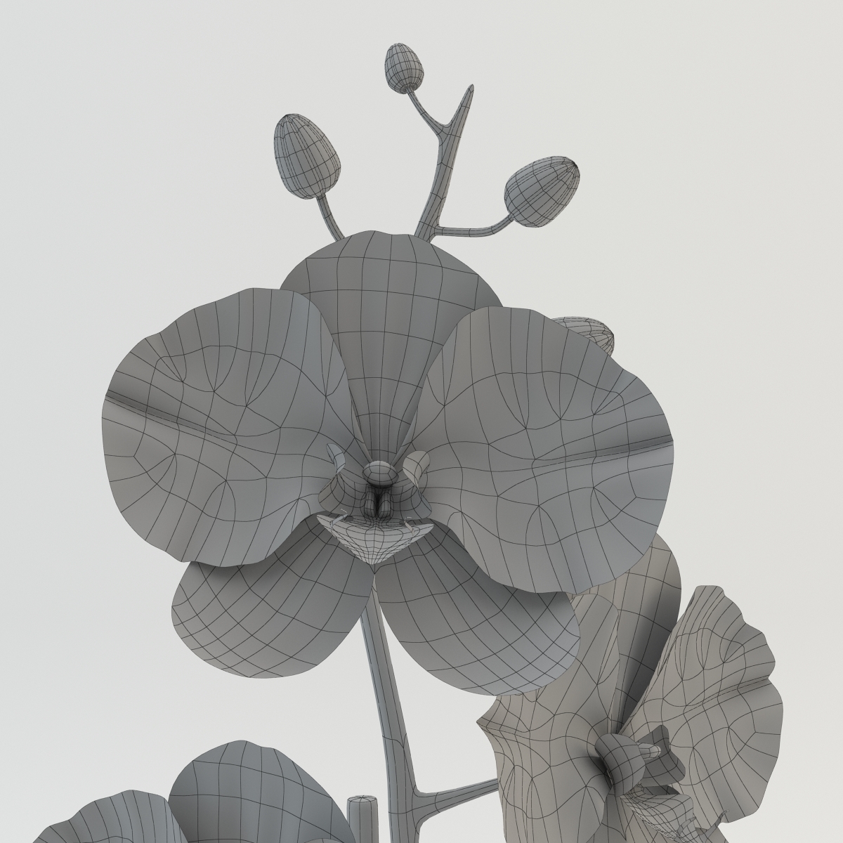 orchid white 3d model