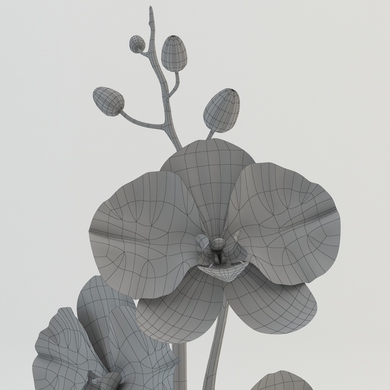 3d model orchid pink