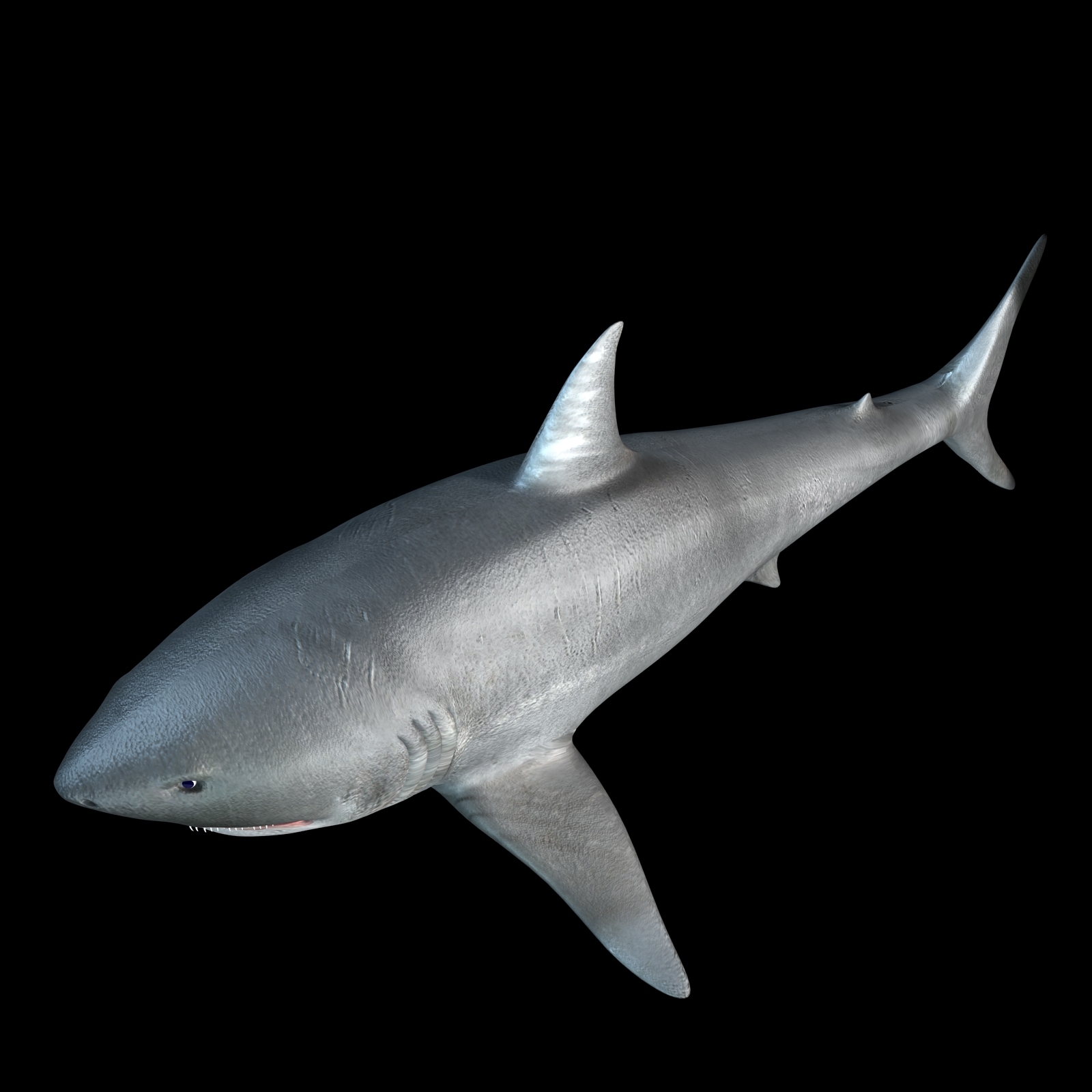 shark 3d max