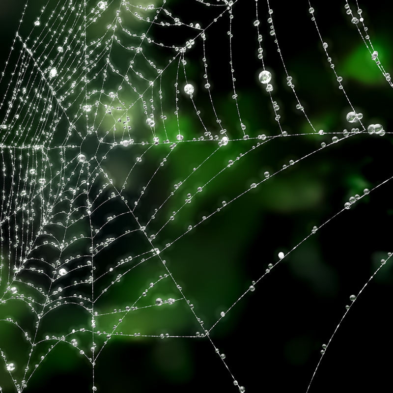 3d modeled cobweb model