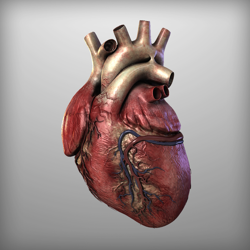 3d human heart