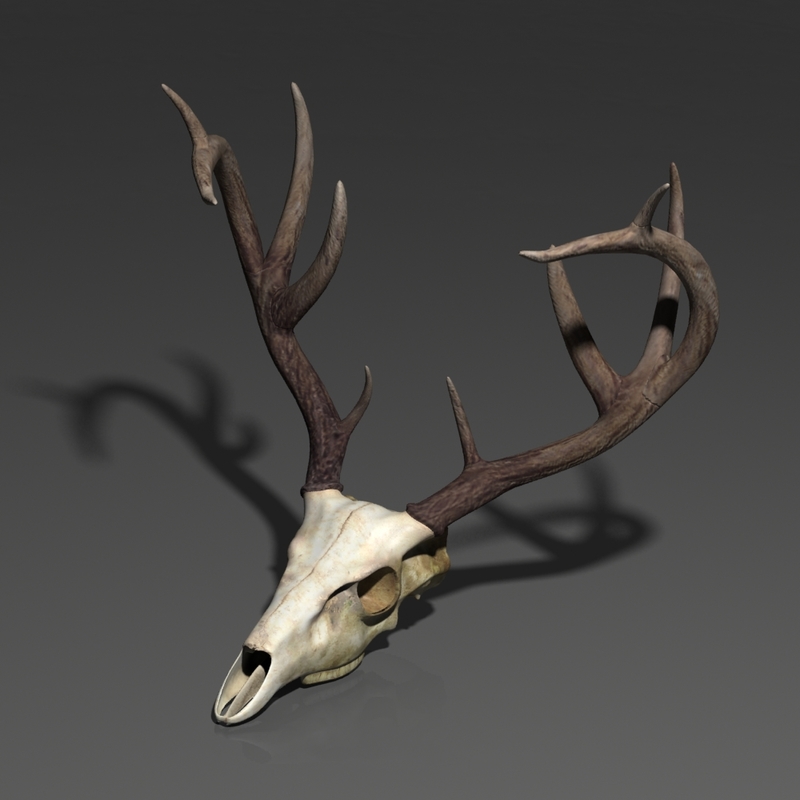3d model deer skull