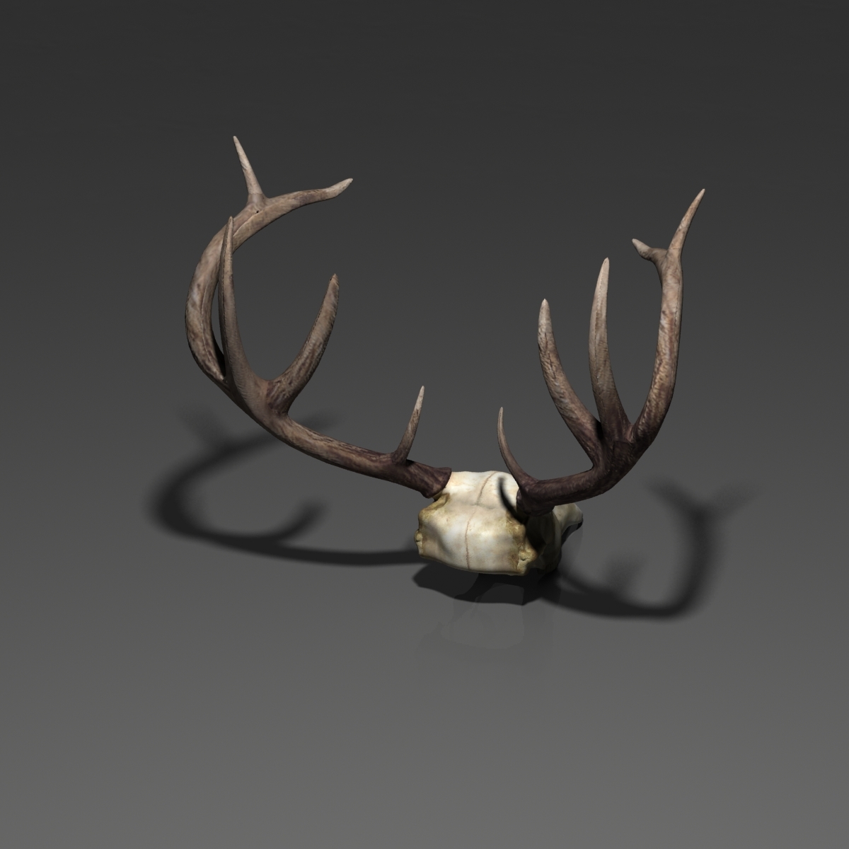 3d model deer skull