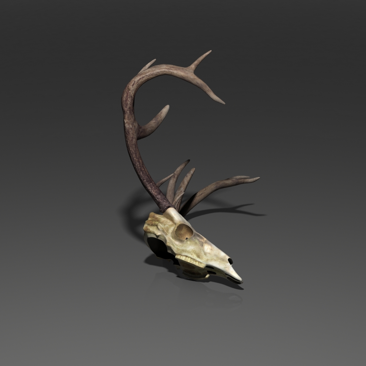 3d model deer skull